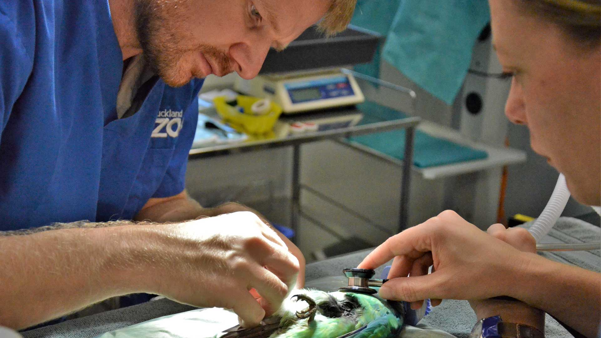 Home | Auckland Zoo Learning